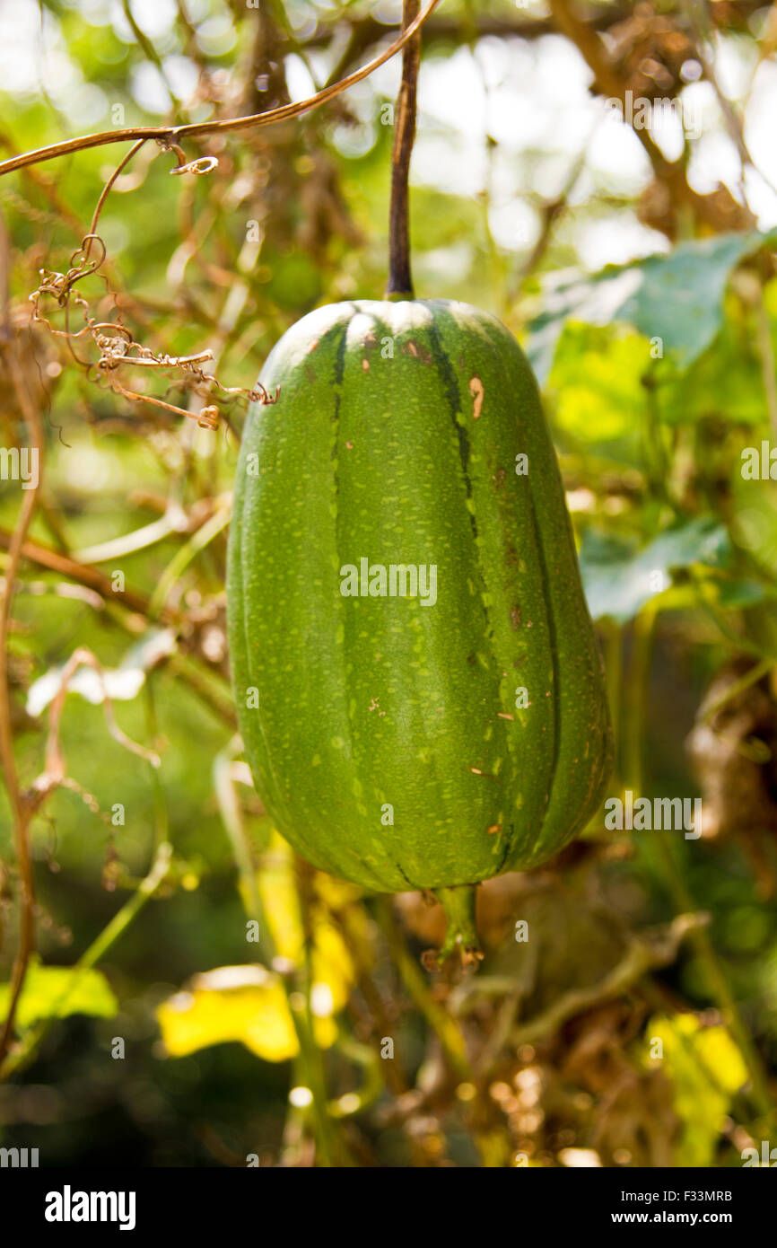 Sponge tree hi-res stock photography and images - Alamy