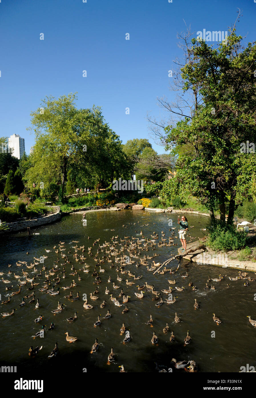 Zookeeper feeding ducks, Lincoln Park Zoo, Chicago, Illinois Stock ...
