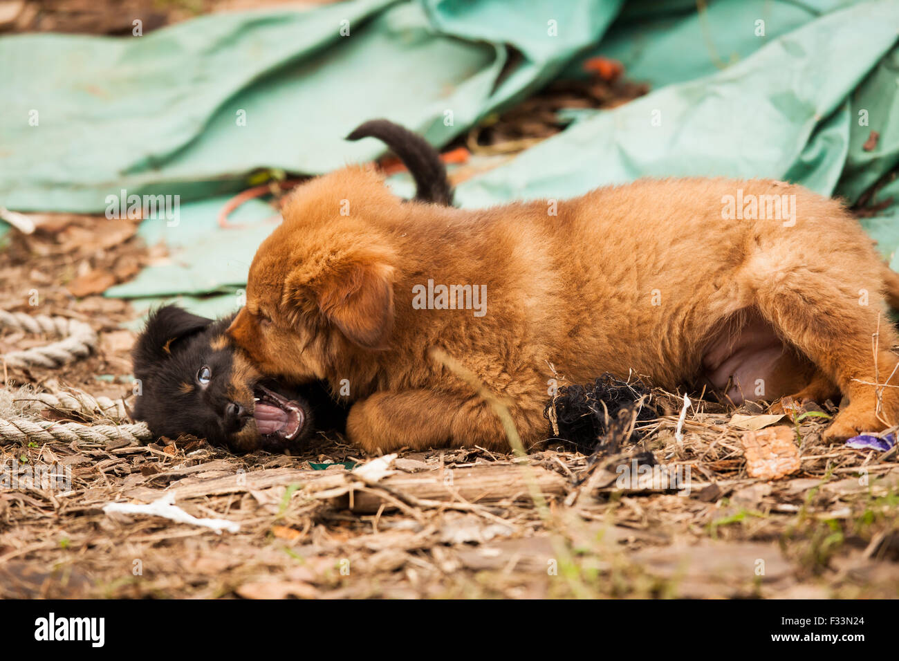 Cute stray puppies playing Stock Photo - Alamy