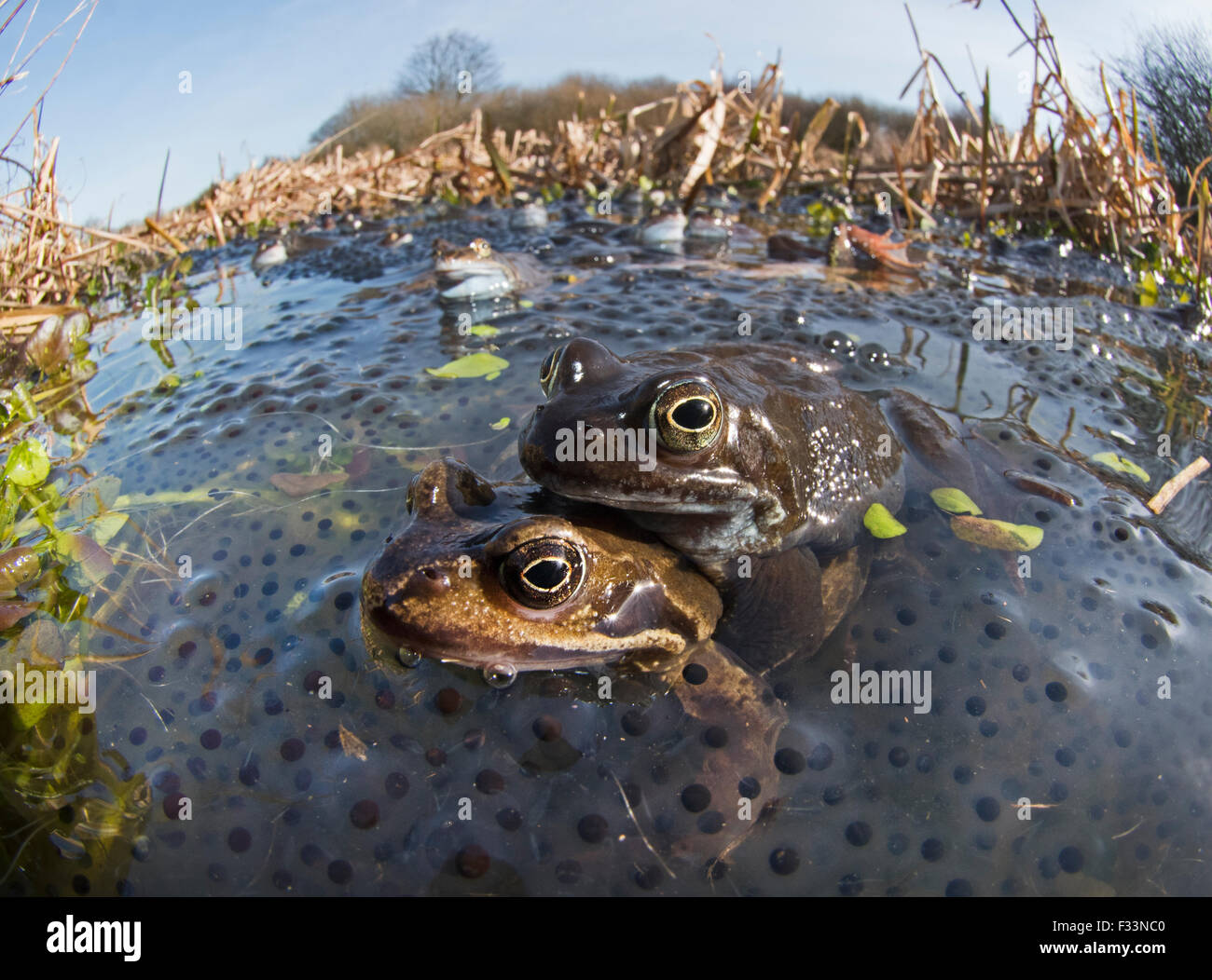 Common Frogs Rana temporaria and spawn in pond North Norfolk March ...