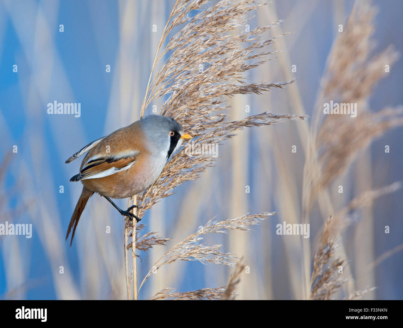 Bearded Tit Panurus biarmicus male feeding on phragmites seeds Cley ...