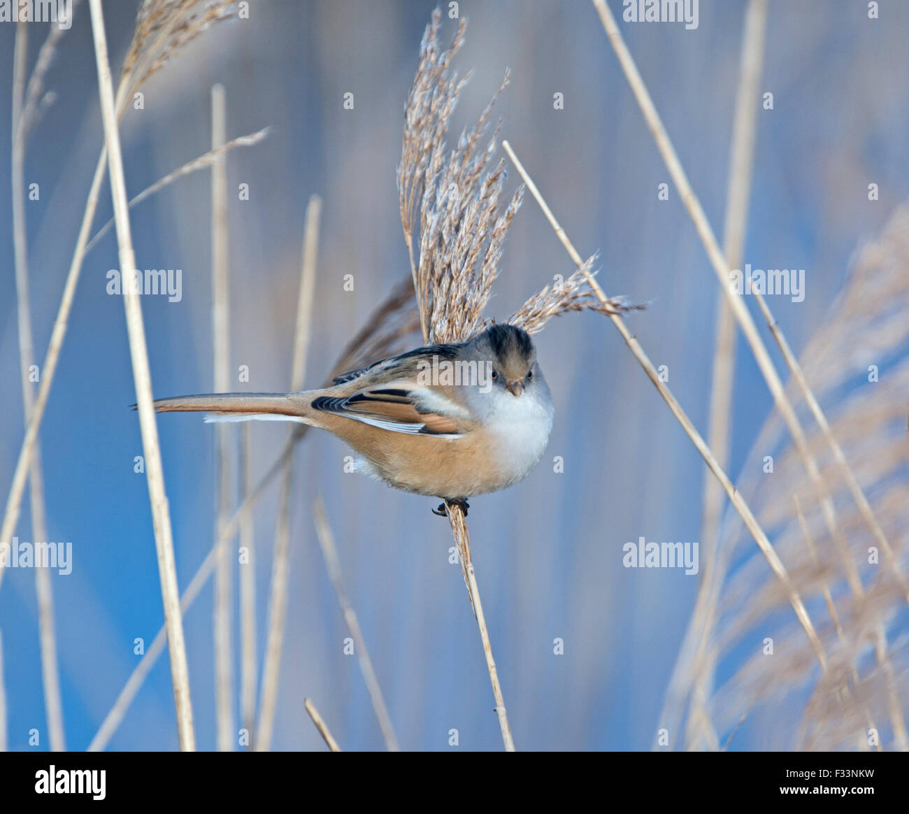 Bearded Tit Panurus biarmicus female feeding on phragmites seeds Cley ...