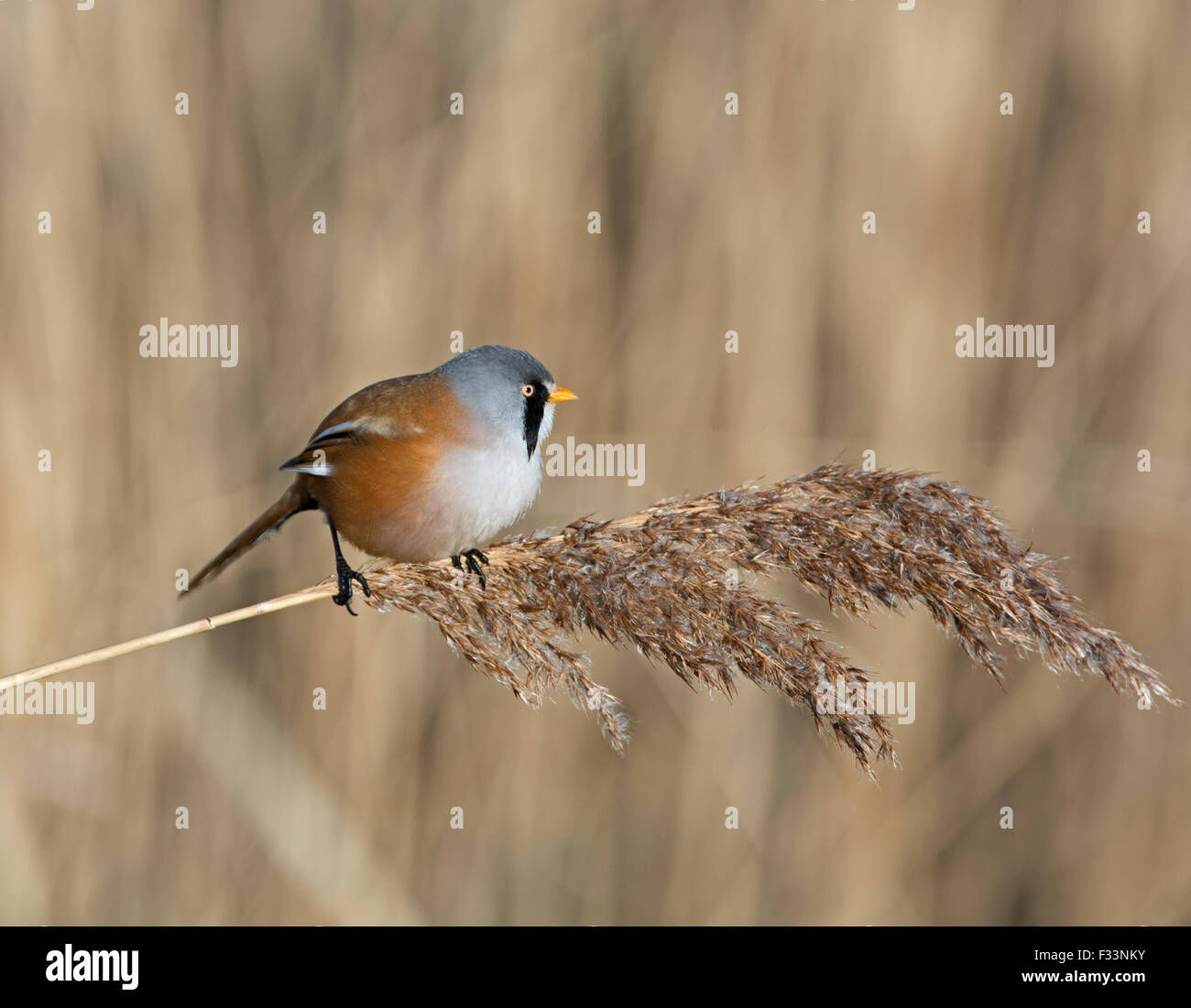 Bearded Tit Panurus biarmicus male feeding on phragmites seeds Cley ...