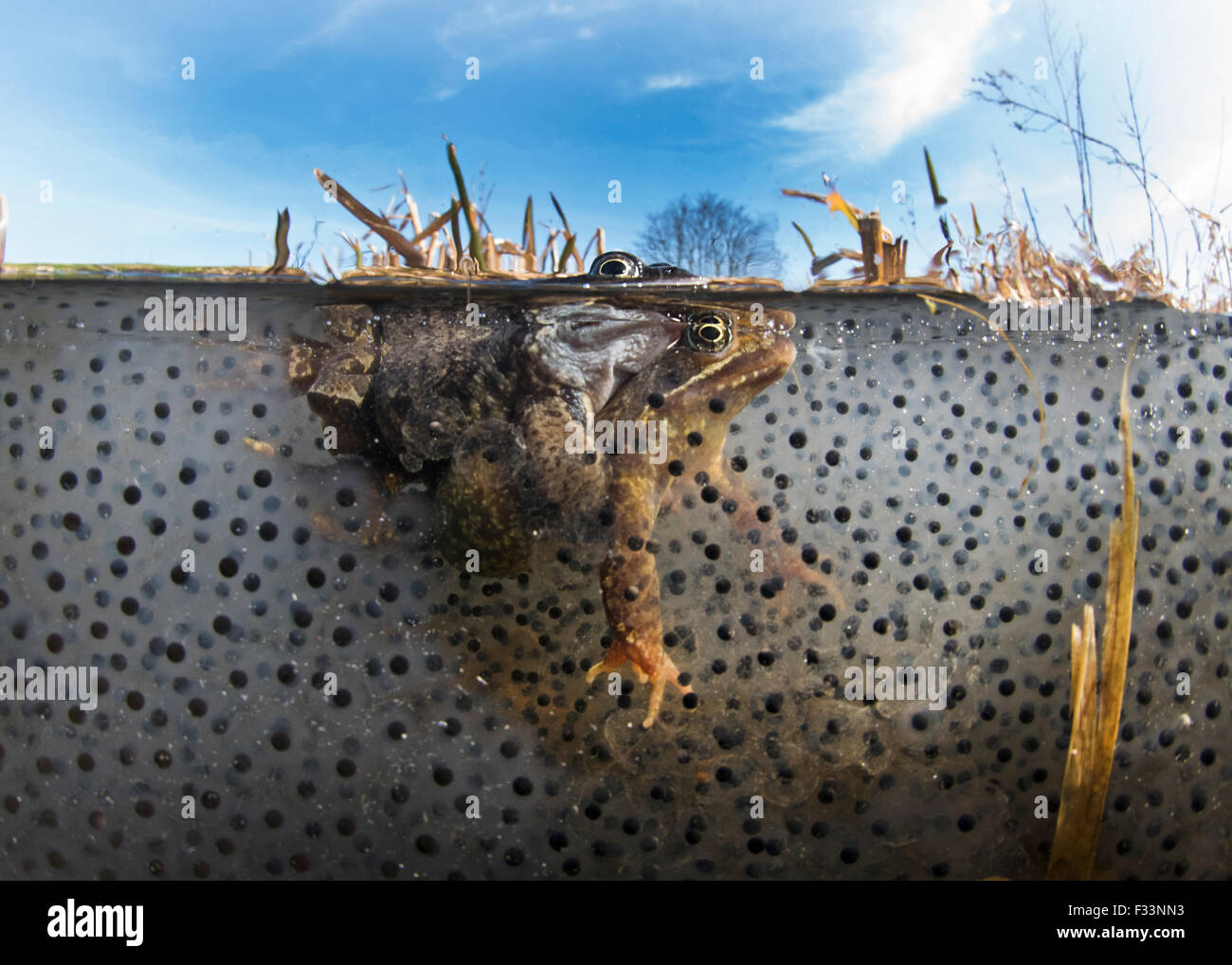 Common Frogs Rana temporary in amplexus (mating) among spawn in pond ...
