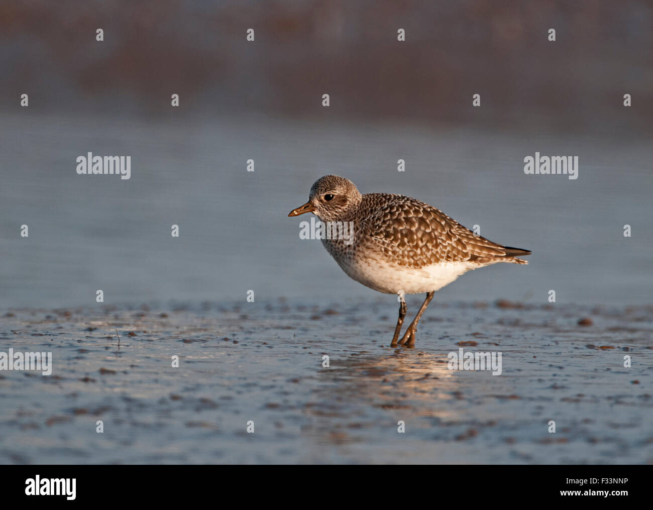 Grey plover breeding hi-res stock photography and images - Alamy