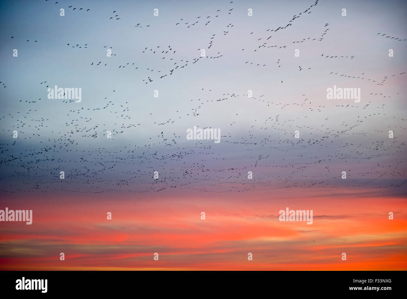 Snettisham norfolk the wash pink geese pink goose anser brachyrynchus ...