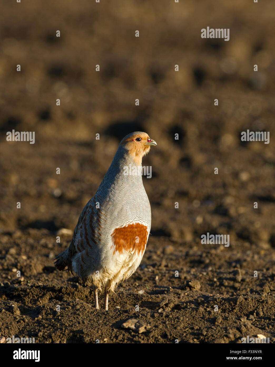 English partridge hi-res stock photography and images - Alamy