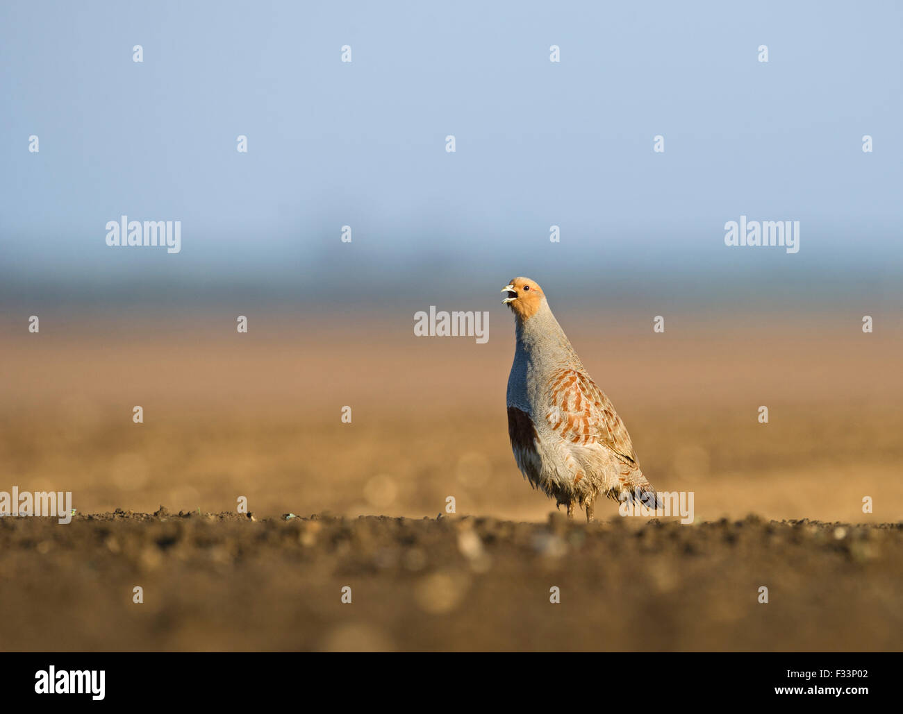 Grey Partridge Perdix perdix on furrowed field Norfolk April Stock ...