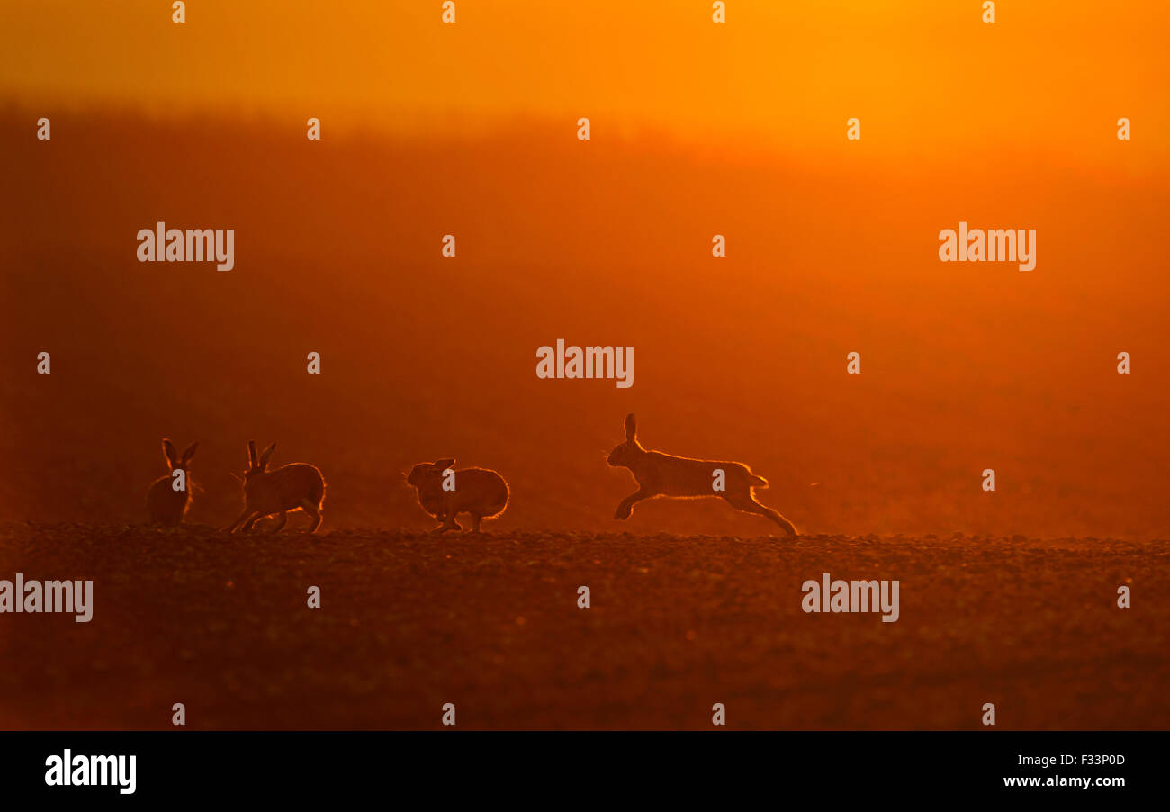 Boxing hares hi-res stock photography and images - Alamy