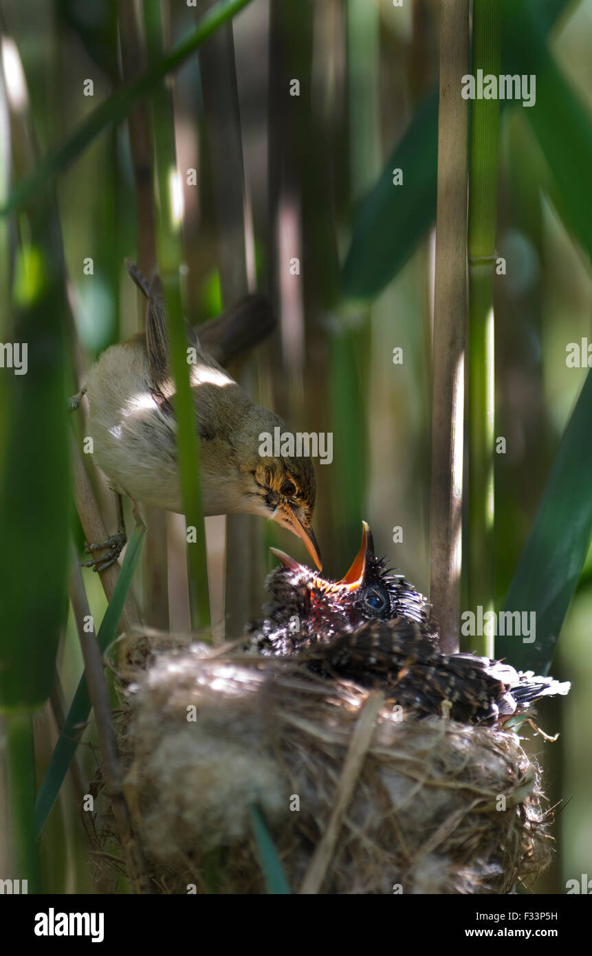 Young Cuckoo Canorus cuculus in Reed Warblers nest in reedbed Norfolk ...