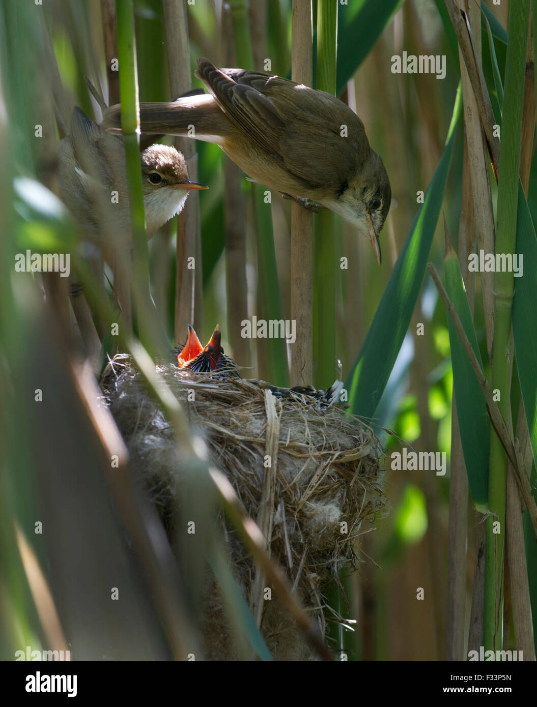 Cuckoo Cuculus canorus 12 day chick in Reed Warbler nest East Anglian ...