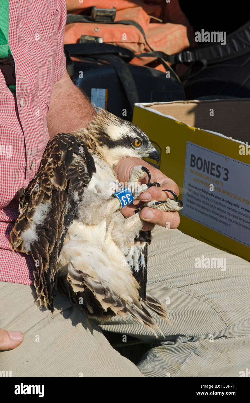 Tim Appleton Site Manager at Rutland Water ringing a soon to fledge ...