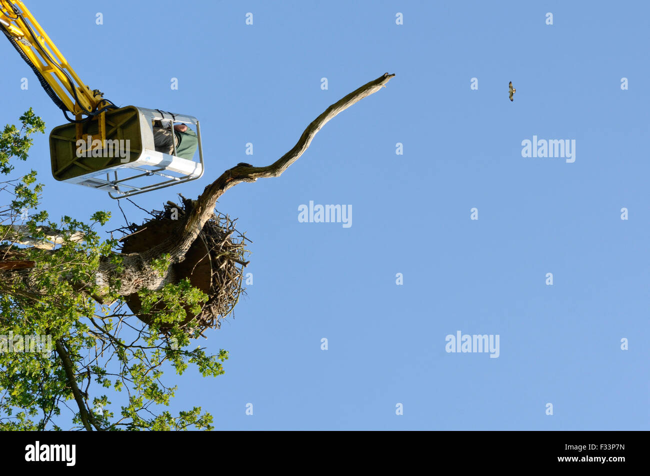 Osprey young rutland water hi-res stock photography and images - Alamy