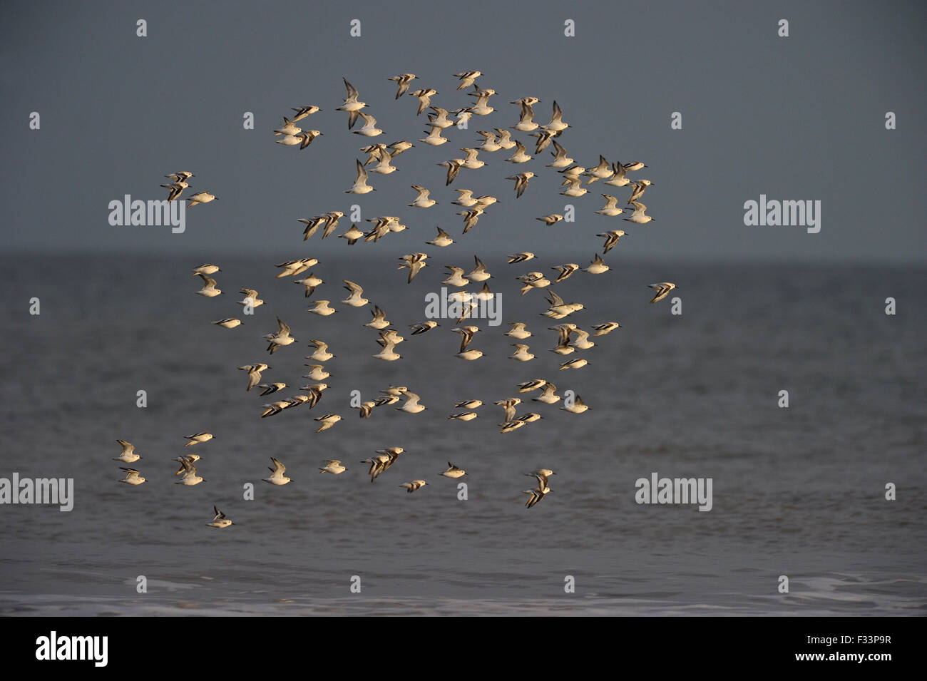 Flying sanderling hi-res stock photography and images - Alamy