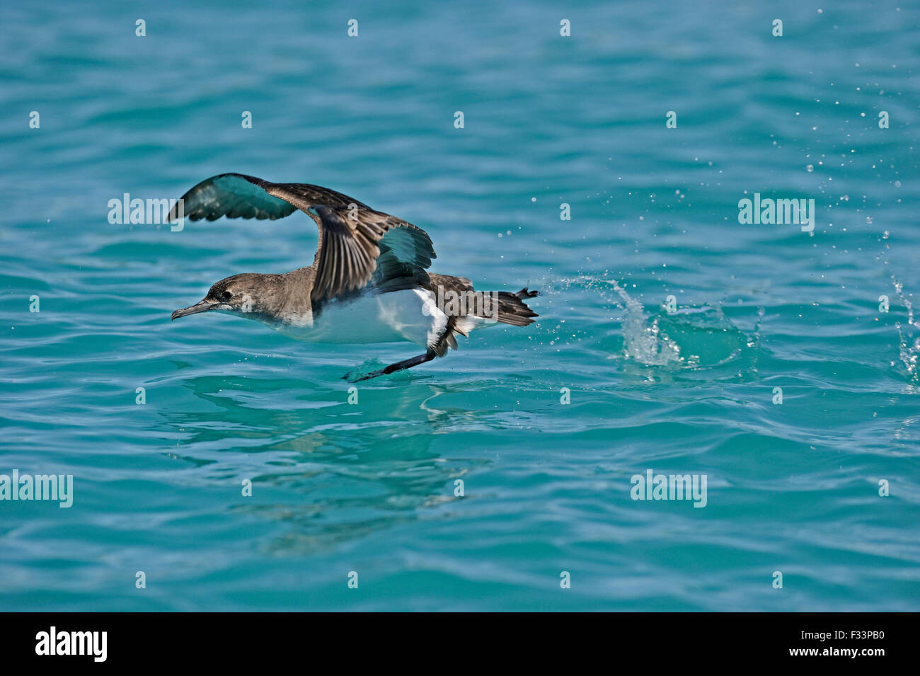 Hutton's shearwater (Puffinus huttoni) taking off Kaikoura South Island ...
