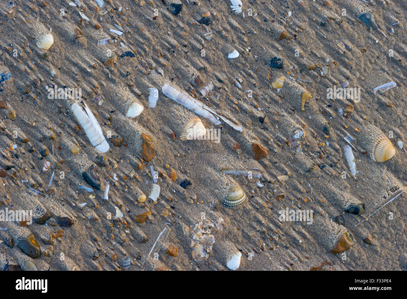 Shells at the beach hi-res stock photography and images - Alamy