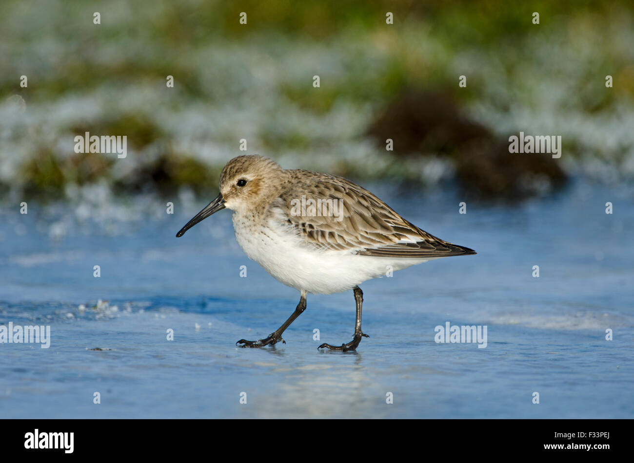 Iced over pool hi-res stock photography and images - Alamy