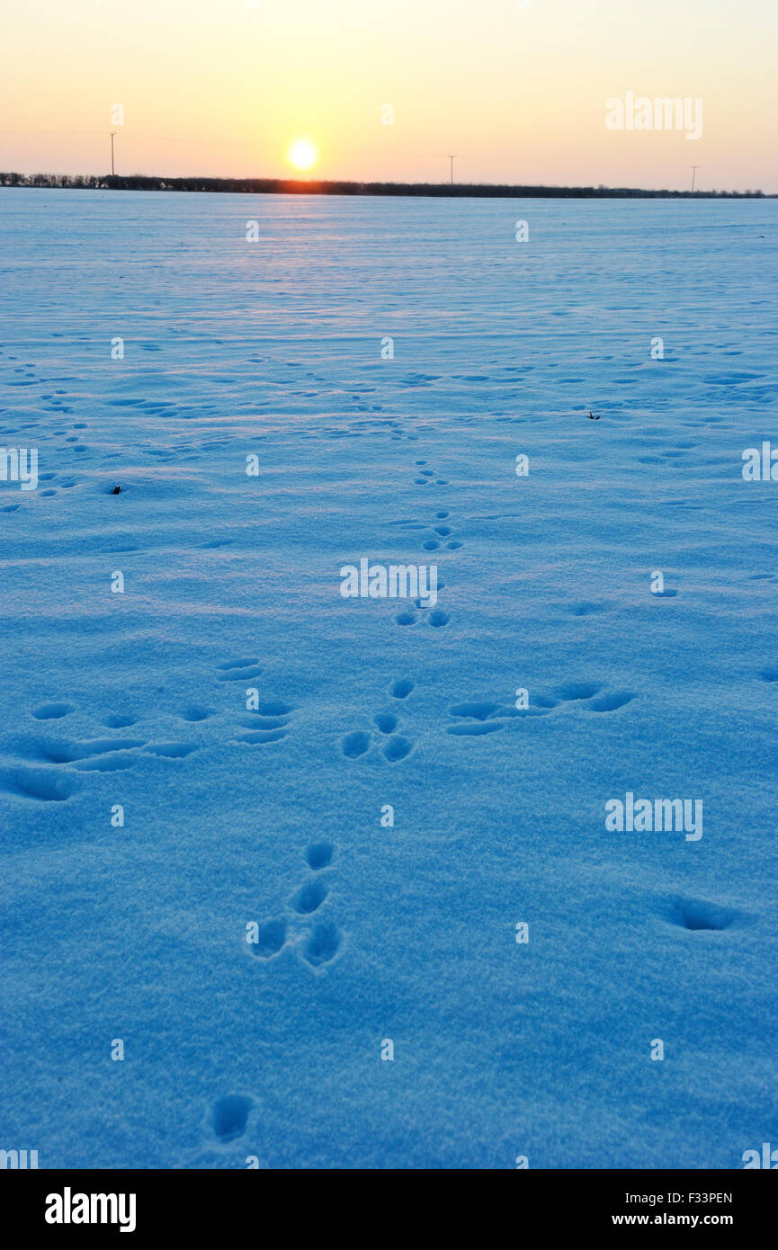 Hare footprints in snow hi-res stock photography and images - Alamy