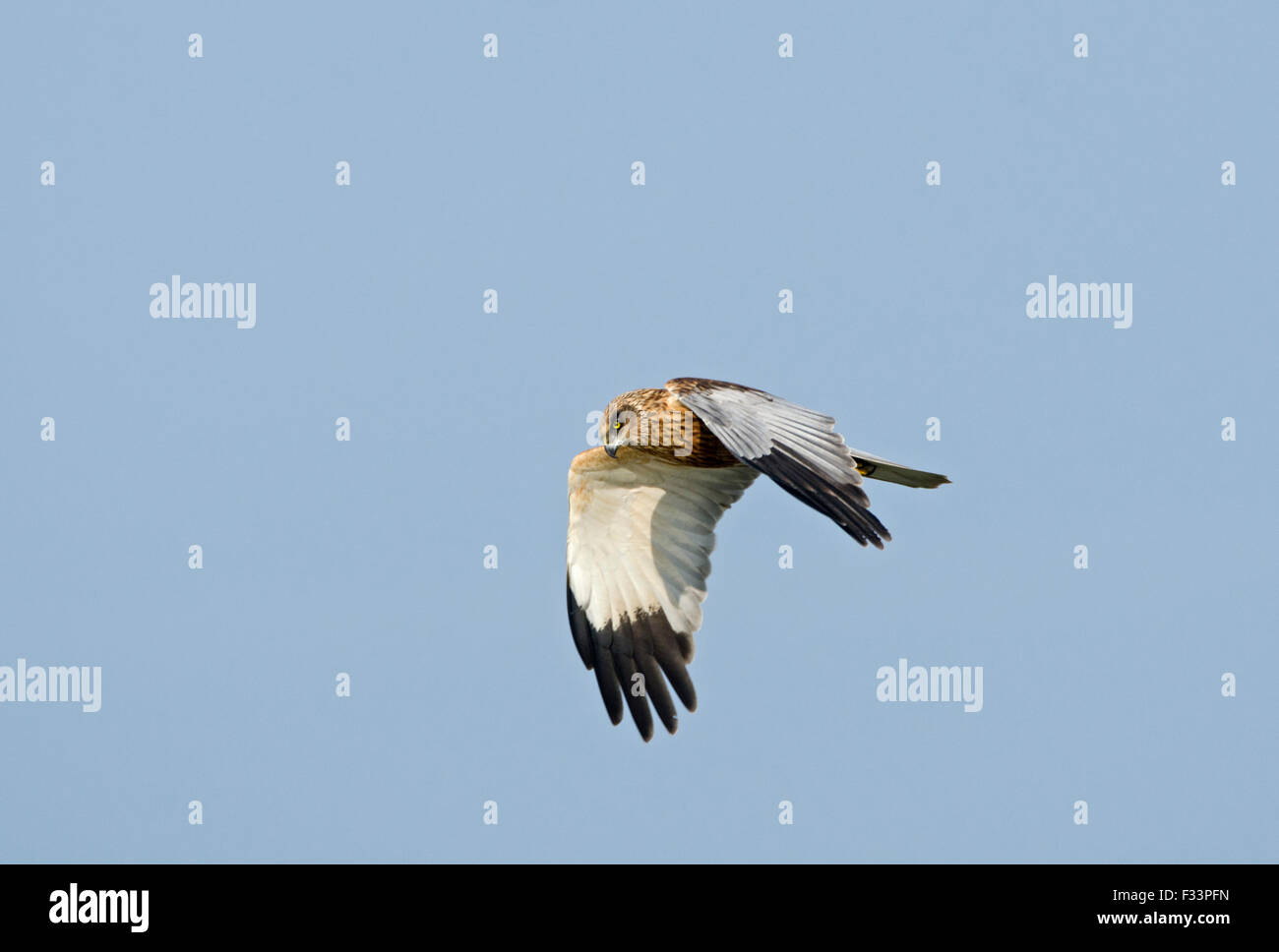 Theraptor male flight fly flying woodwalton fen great fen project hi ...