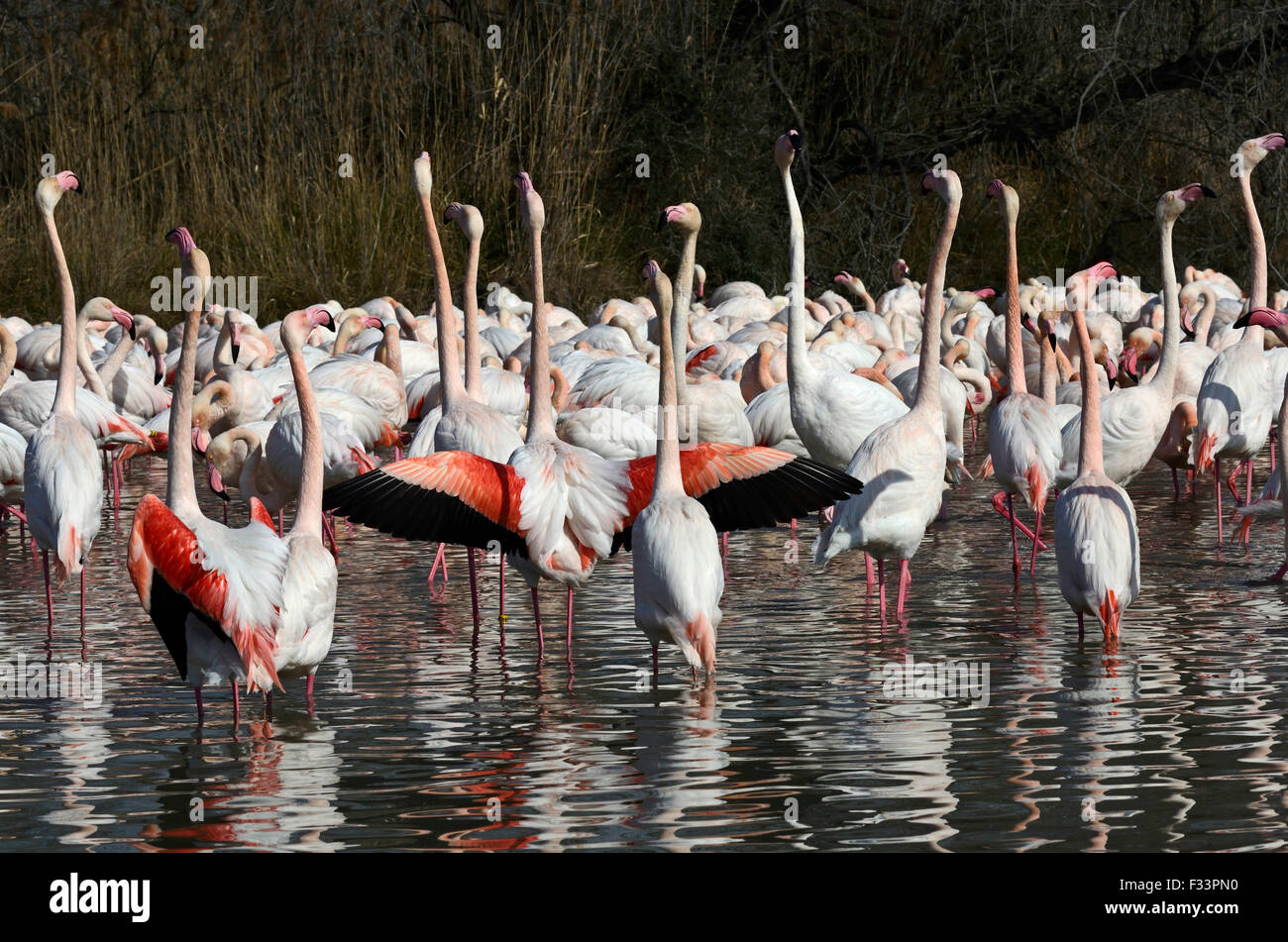 Flamingo bill hi-res stock photography and images - Alamy