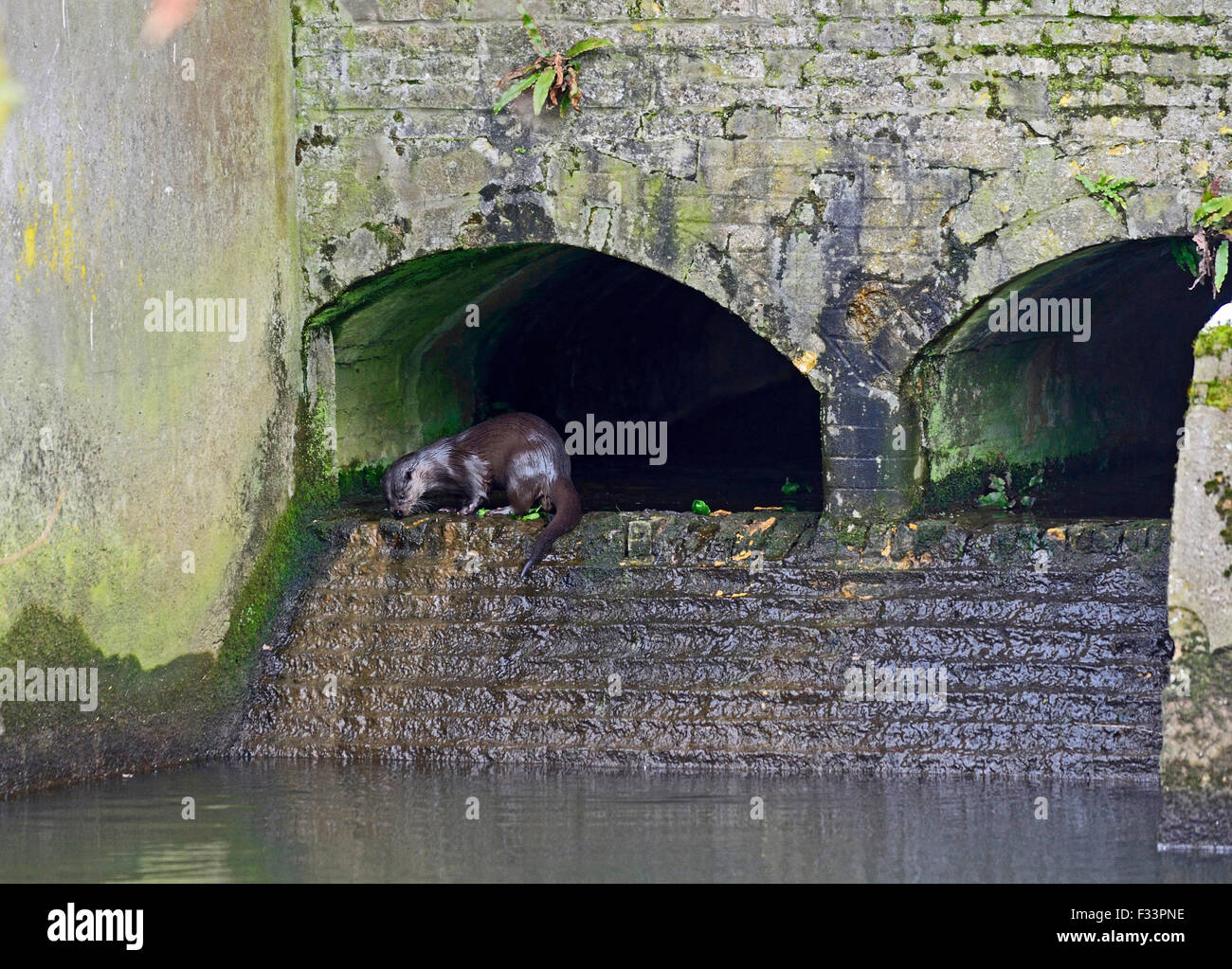 Otter lutra lutra on weir on River Thet near Thetford Norfolk UK Stock ...