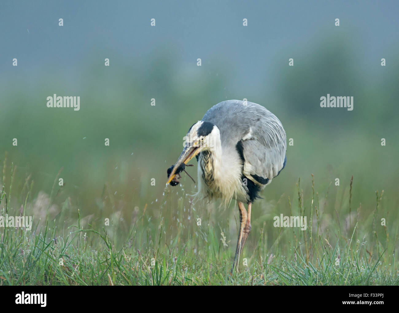 Grey Heron Ardea cinerea with Water Shrew Scotland summer Stock Photo ...
