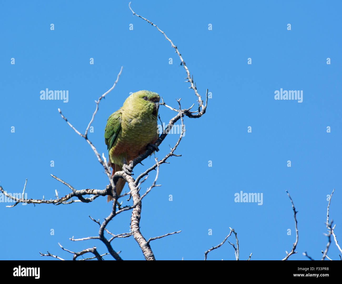 austral parakeet, austral conure or emerald parakeet (Enicognathus ...