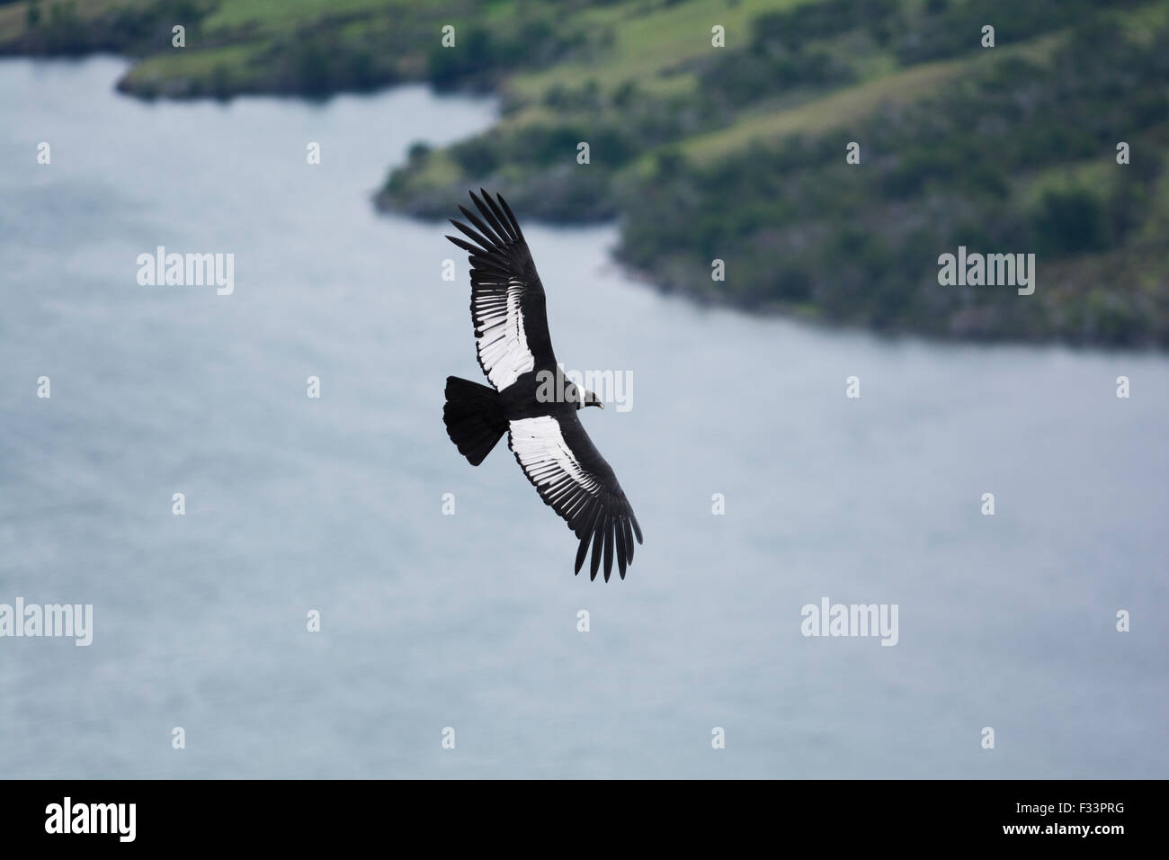 Andean condor chile hi-res stock photography and images - Alamy