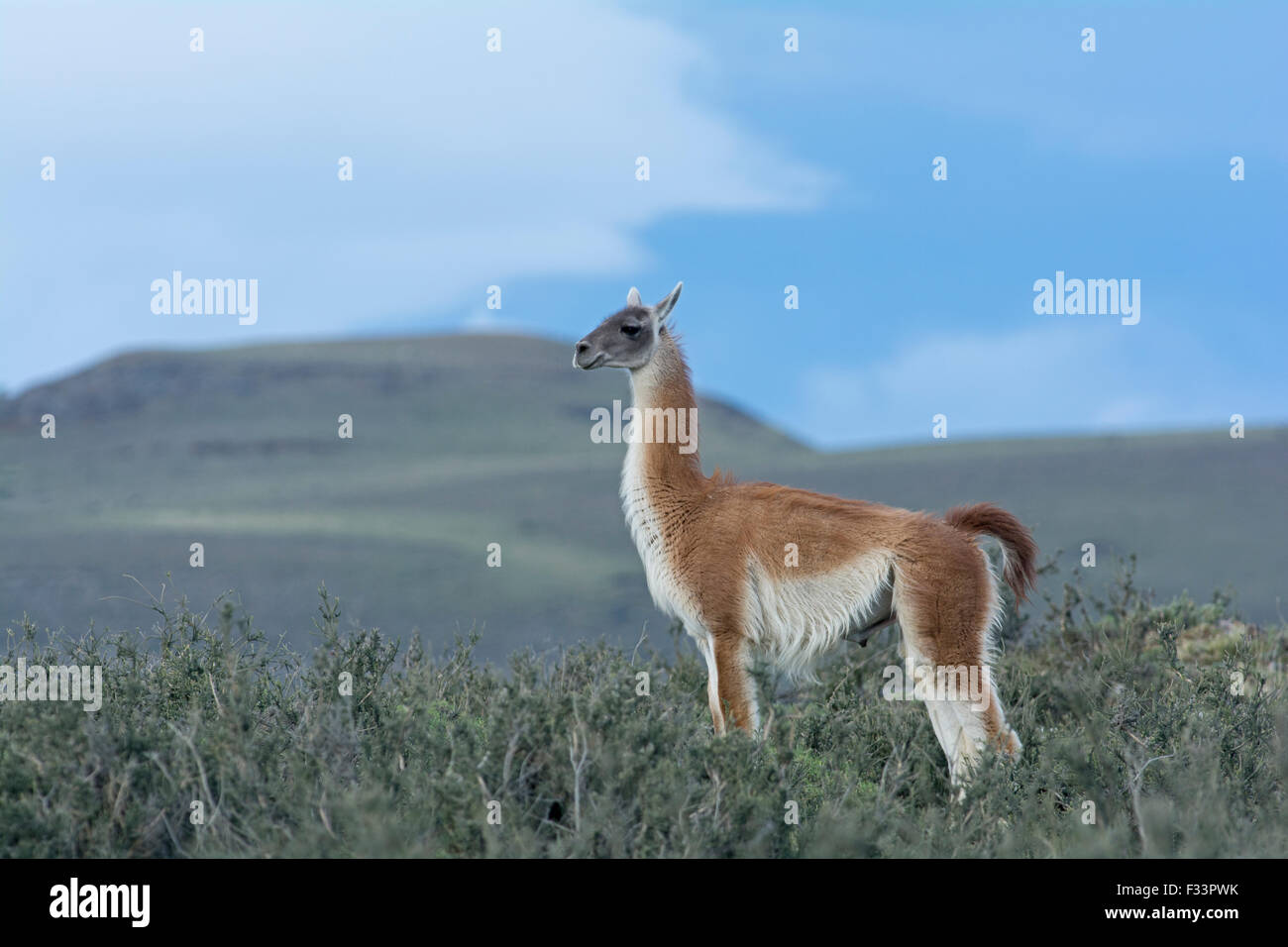 Guanaco Lama guanicoe Torres del Paine National Park Patagonia Chile ...