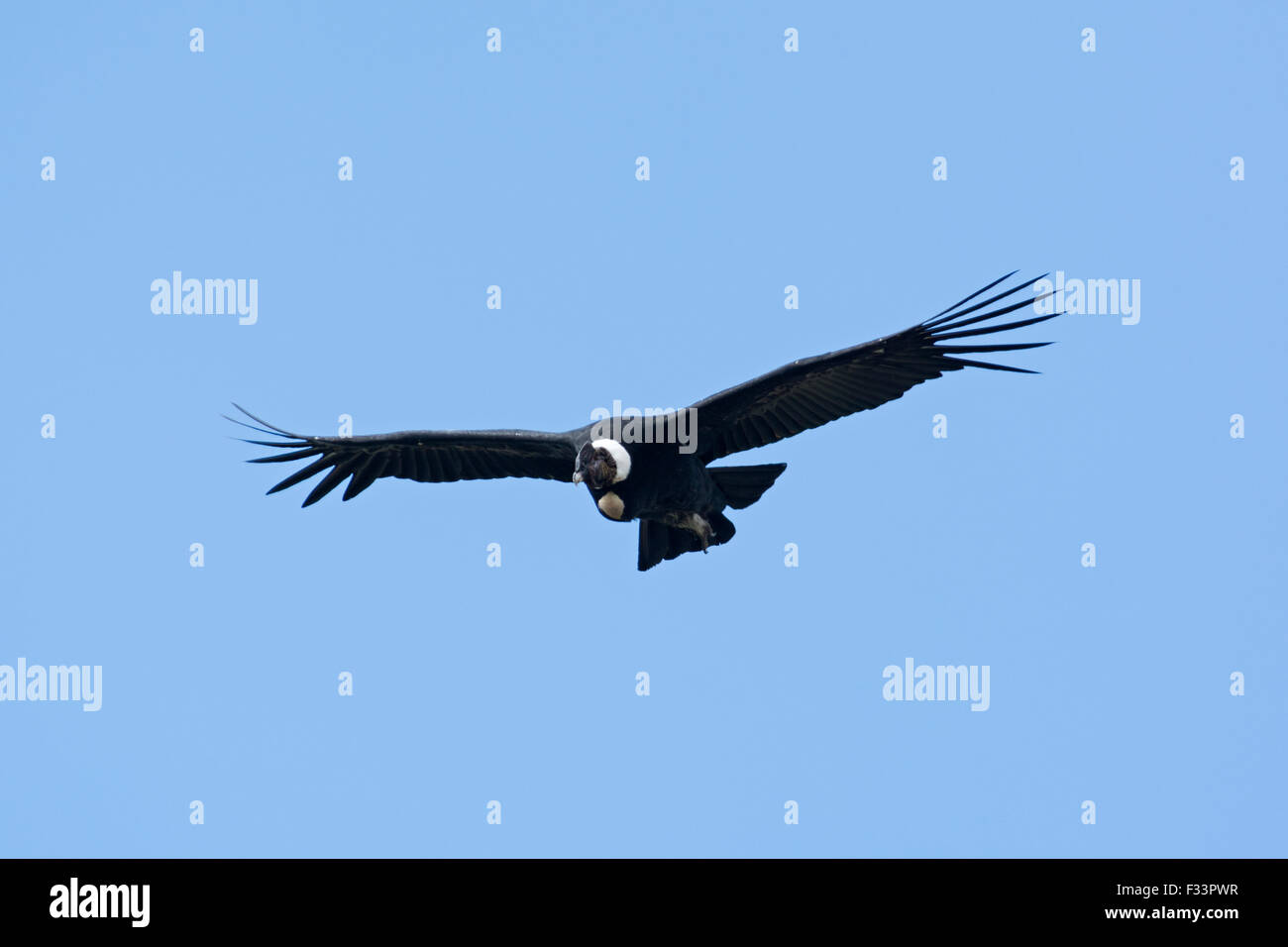 Andean condor (Vultur gryphus) Torres del Paine Patagonia Chile Stock ...