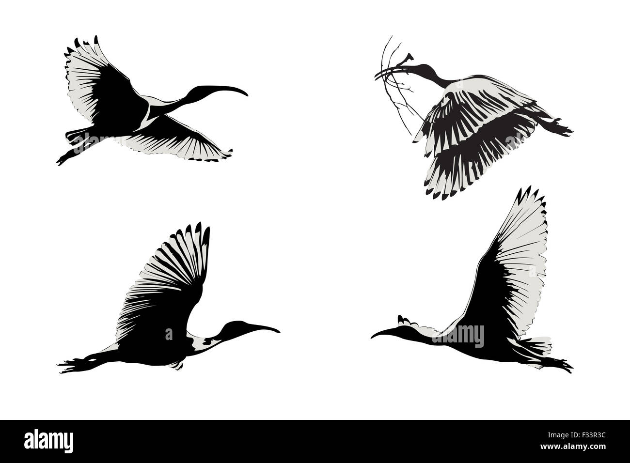 Ibis illustration hi-res stock photography and images - Alamy