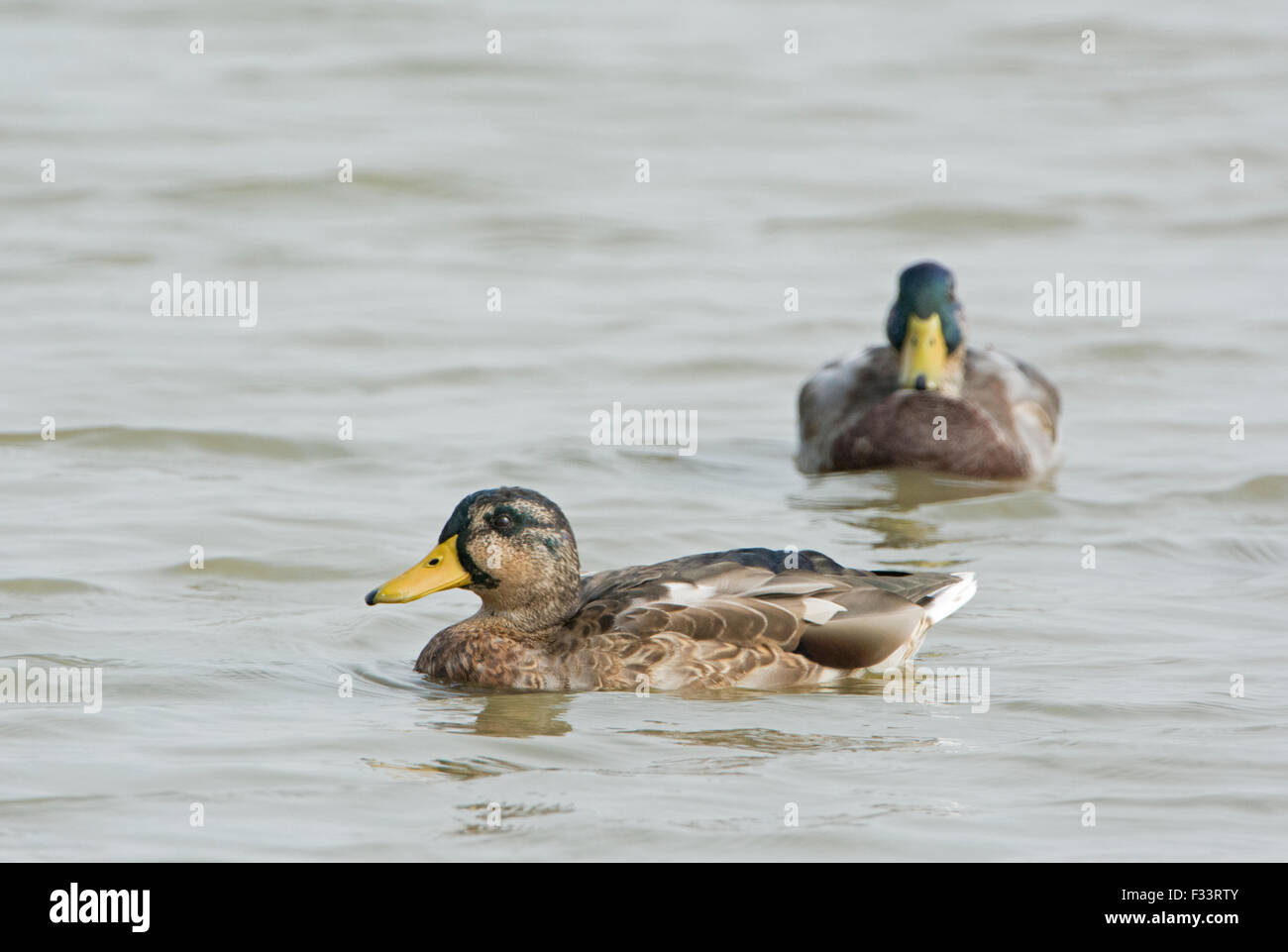 Mallard eclipse hi-res stock photography and images - Alamy
