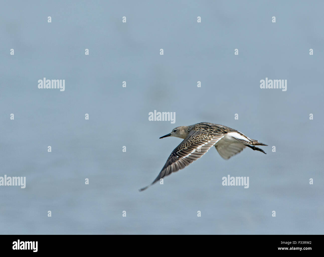 Ruff hi-res stock photography and images - Alamy