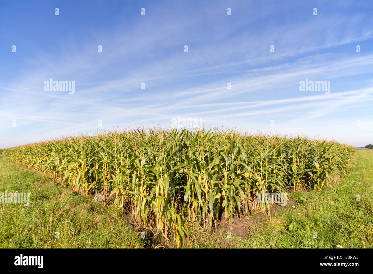 Blue Maize High Resolution Stock Photography and Images - Alamy
