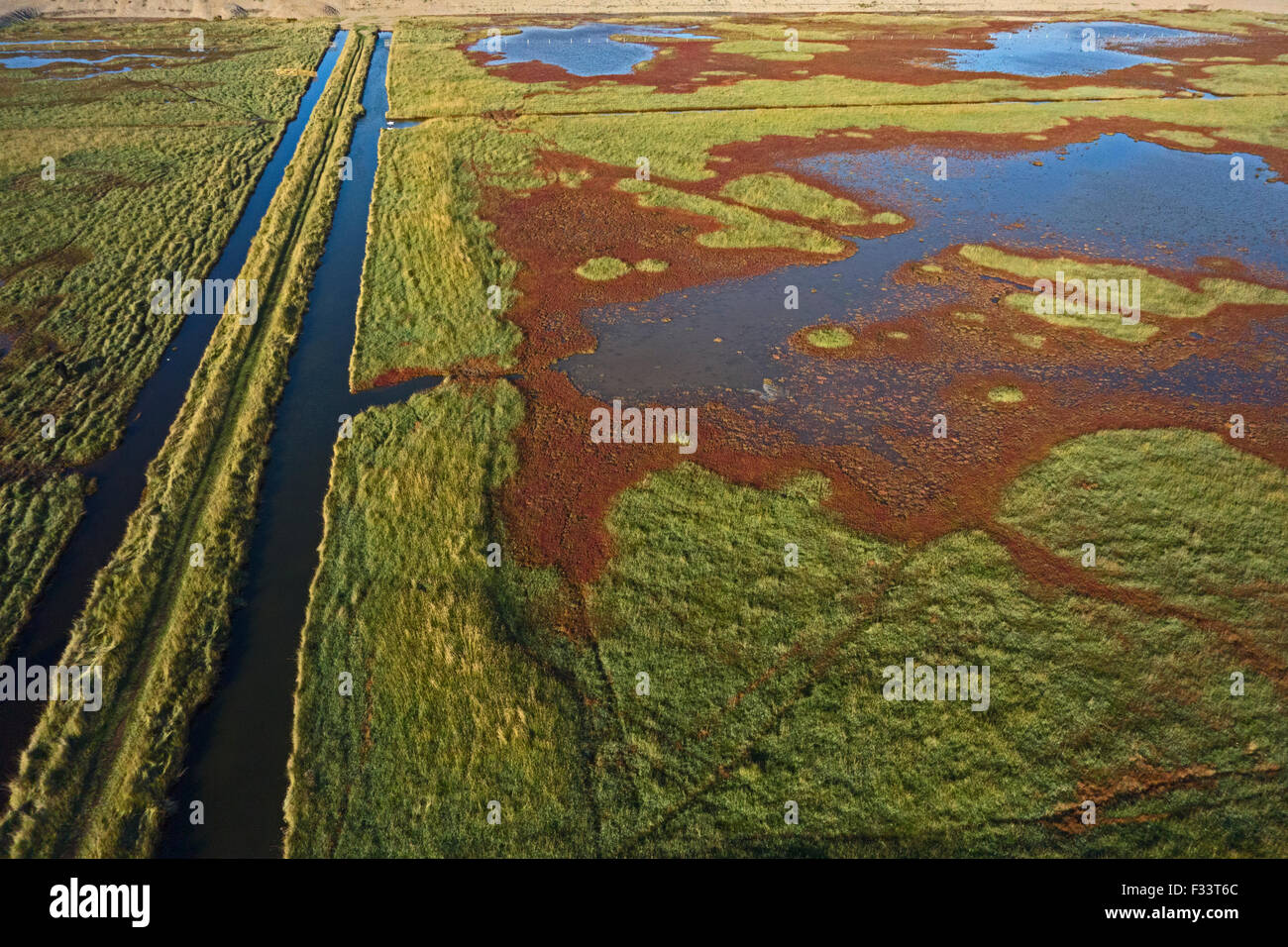 Autumn colour of Samphire fringing brackish pools at Salthouse on North ...