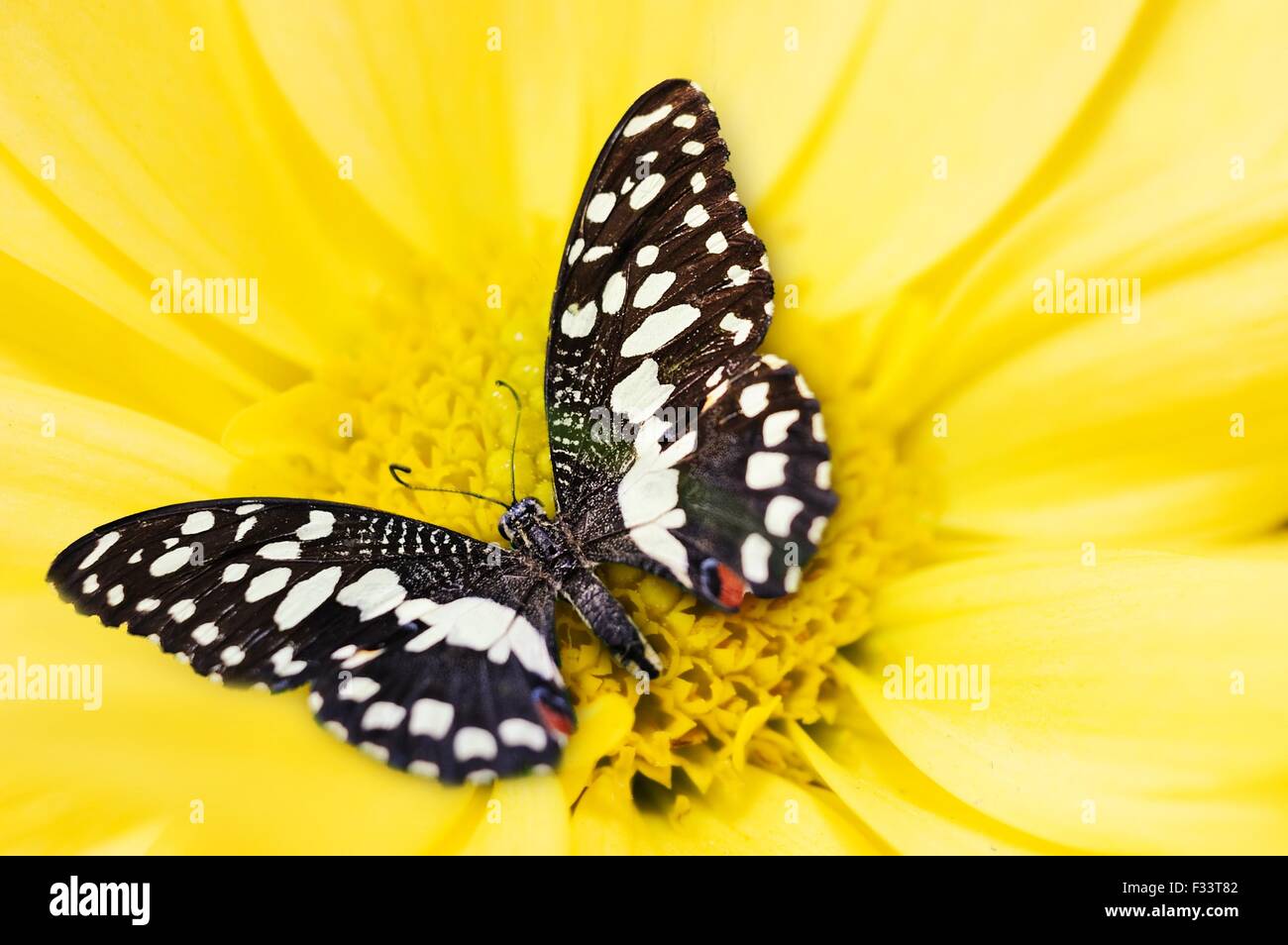 Butterfly sleeping on yellow flower Stock Photo - Alamy