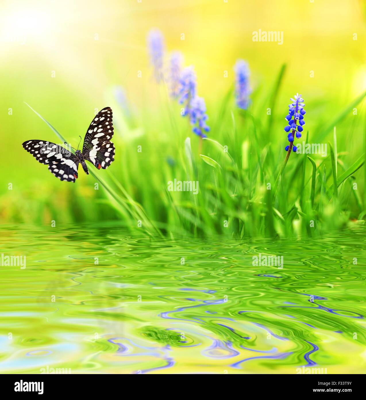 Purple flowers reflected in rendered water Stock Photo - Alamy