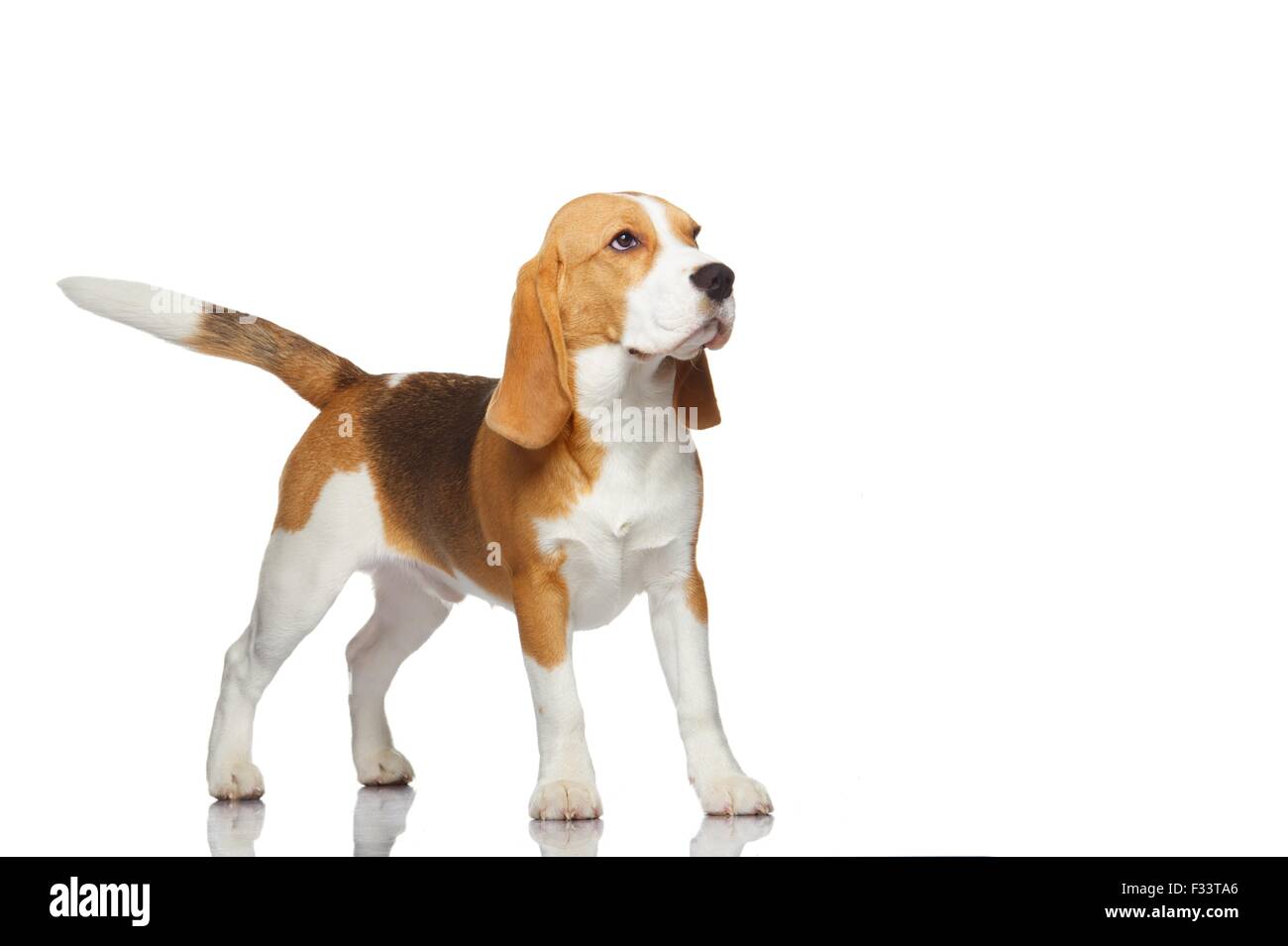 Beagle dog isolated on white background Stock Photo - Alamy