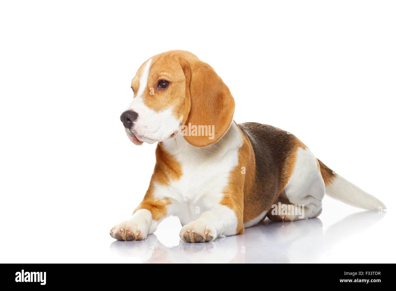 Beagle dog isolated on white background Stock Photo - Alamy