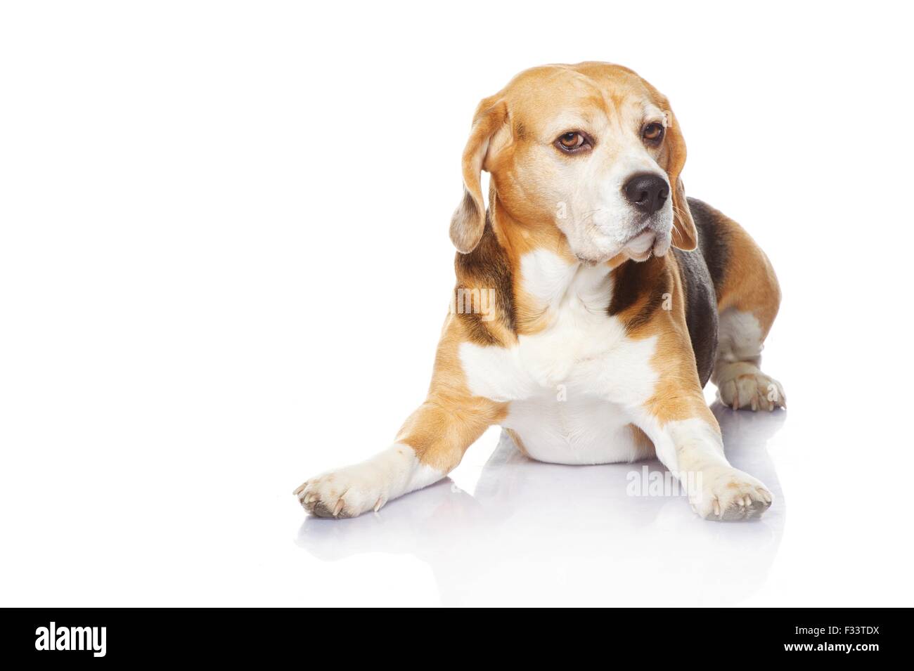 Beagle dog isolated on white background Stock Photo - Alamy