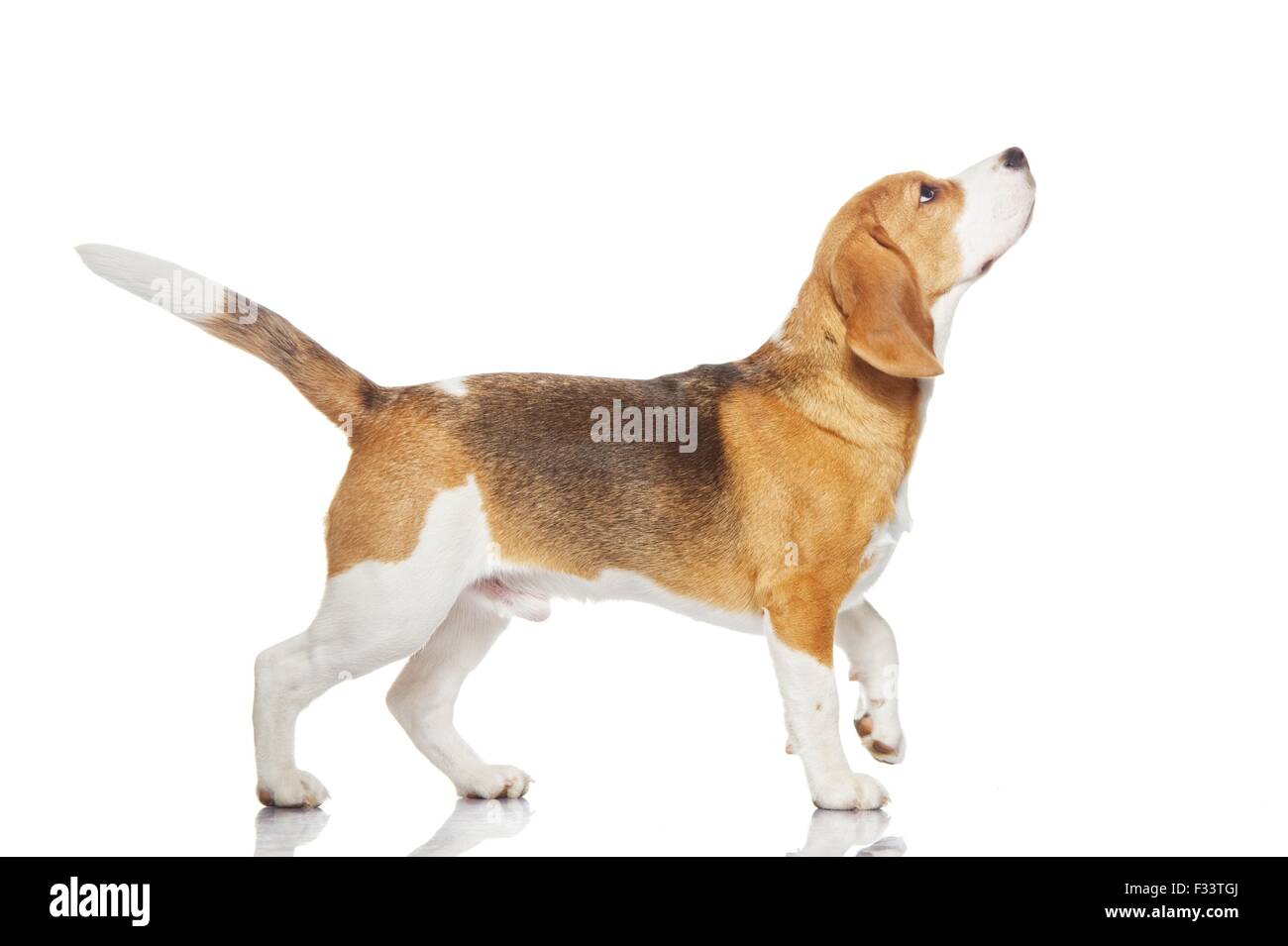 Beagle dog isolated on white background Stock Photo - Alamy