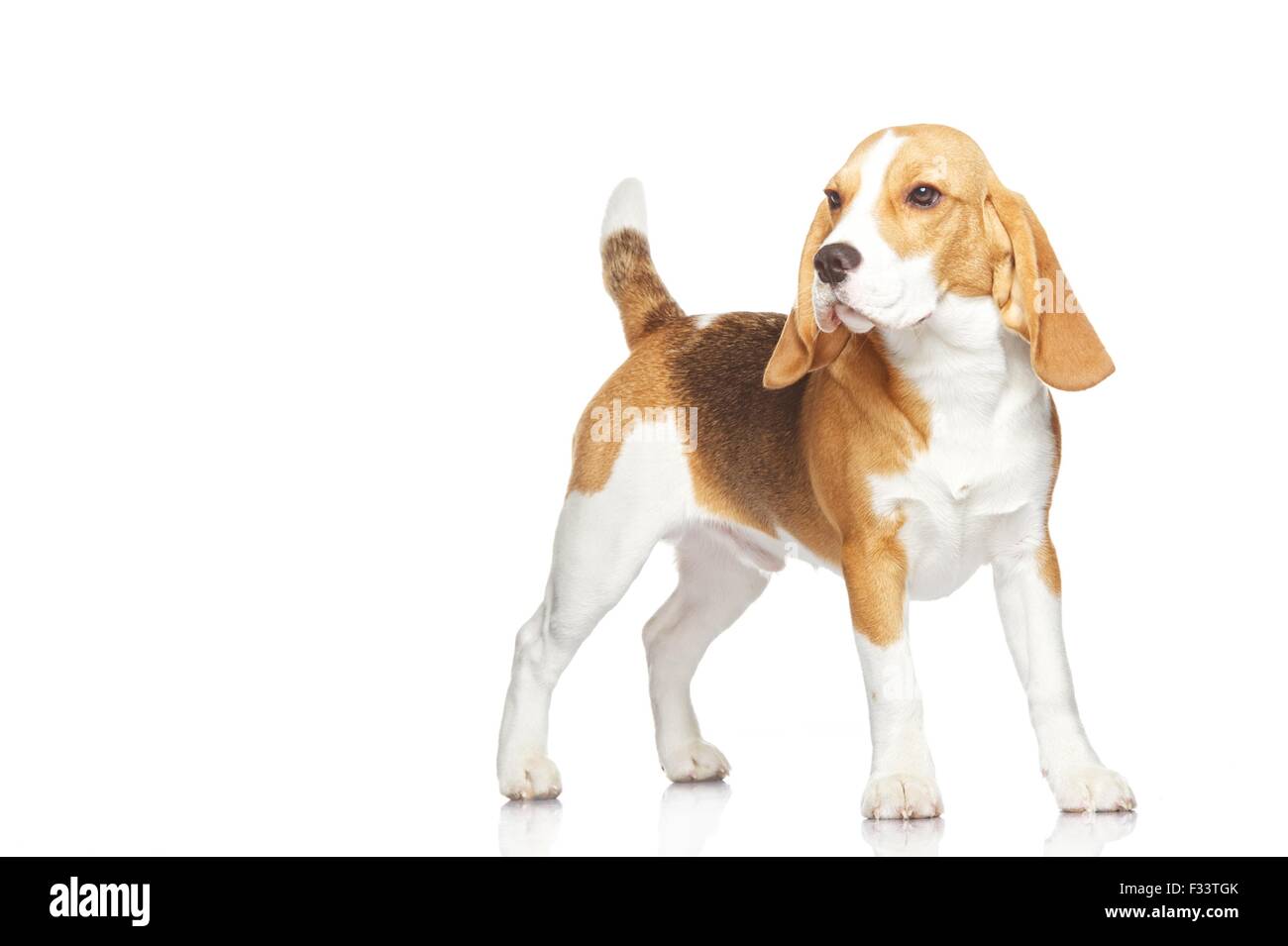 Beagle puppy isolated on white background Stock Photo - Alamy