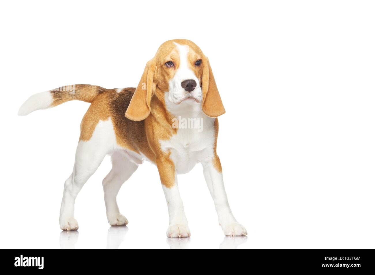 Beagle dog isolated on white background Stock Photo - Alamy