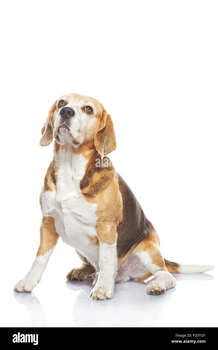 Beagle dog isolated on white background Stock Photo - Alamy