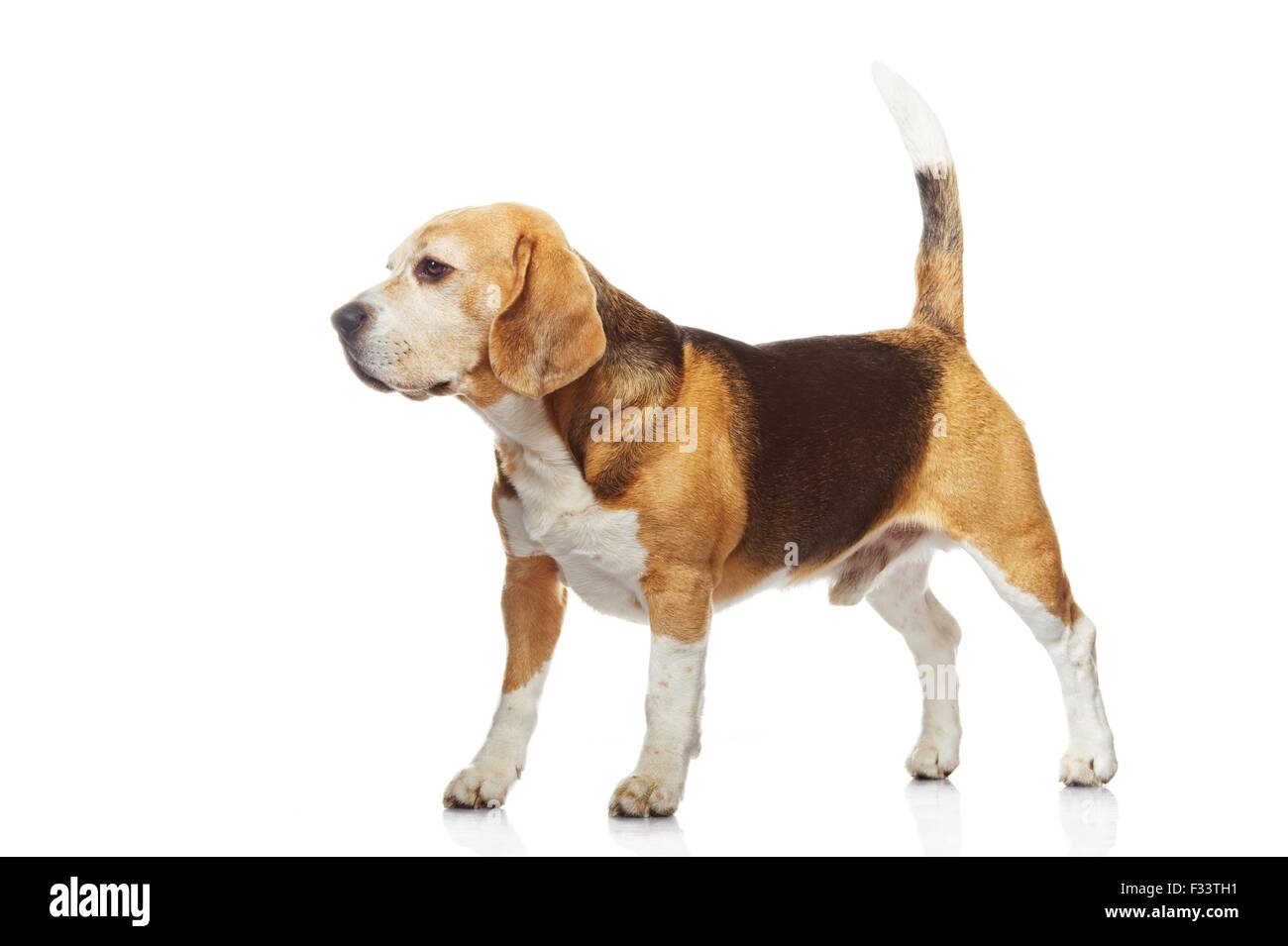 Beagle dog isolated on white background Stock Photo - Alamy