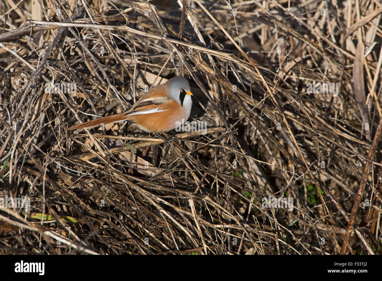 Bearded Tit Panurus biarmicus male feeding on phragmites seeds Cley ...