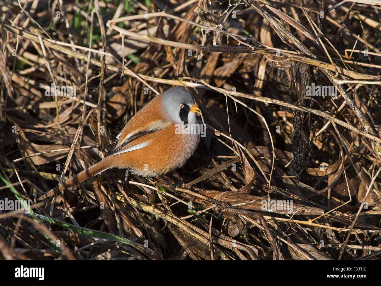 Bearded Tit Panurus biarmicus male feeding on phragmites seeds Cley ...