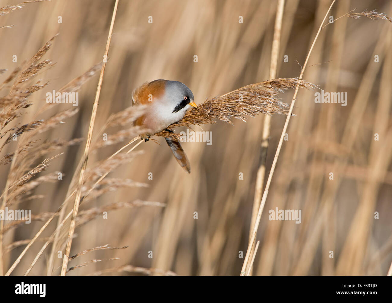 Bearded Tit Panurus biarmicus male feeding on phragmites seeds Cley ...