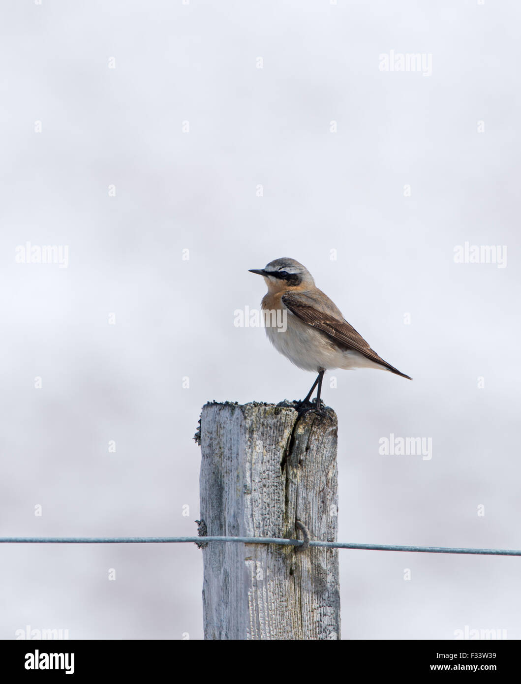 Wheatear Oenanthe oenanthe male in late spring snow The Flows ...