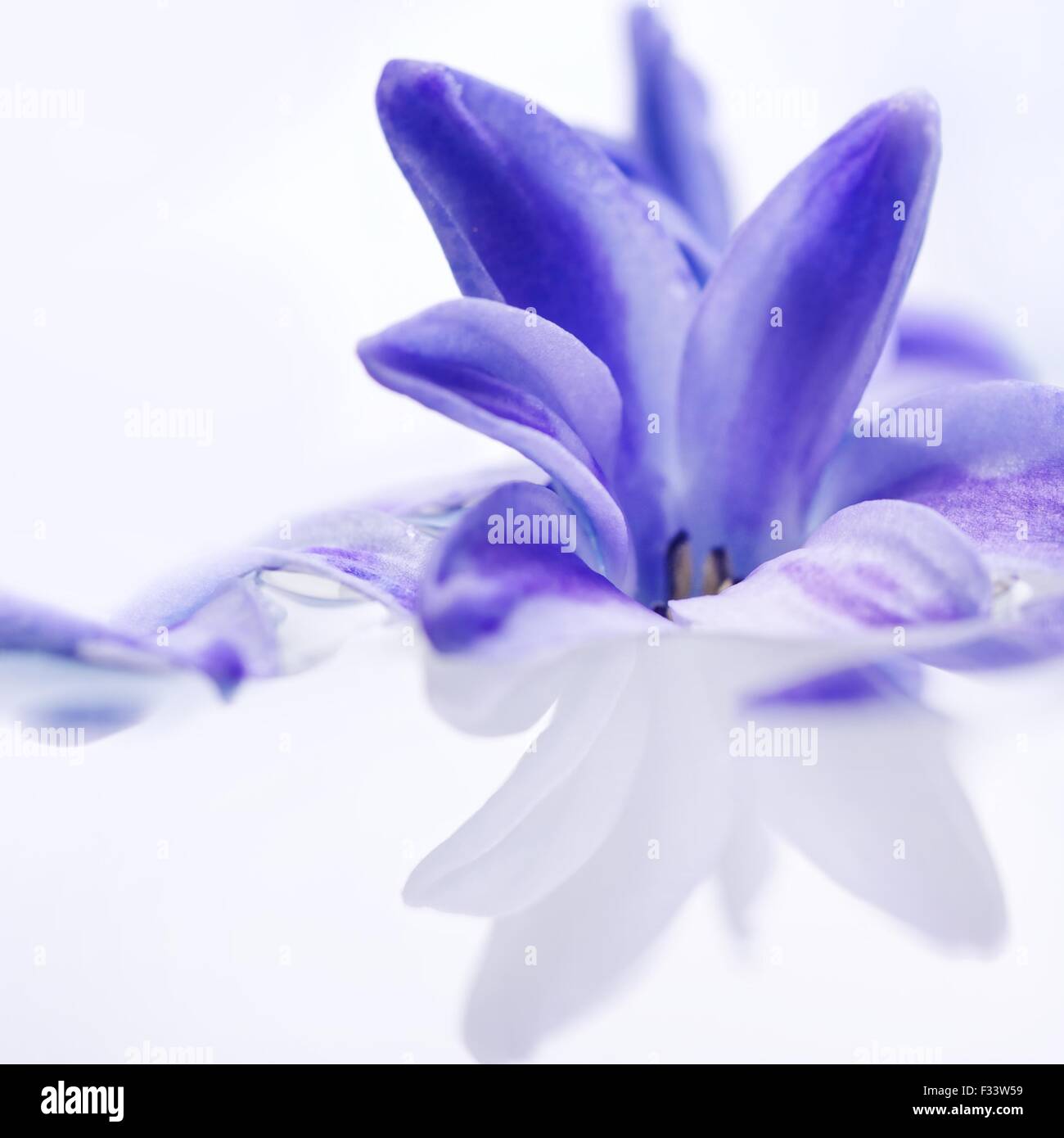 Flower in the water hi-res stock photography and images - Alamy